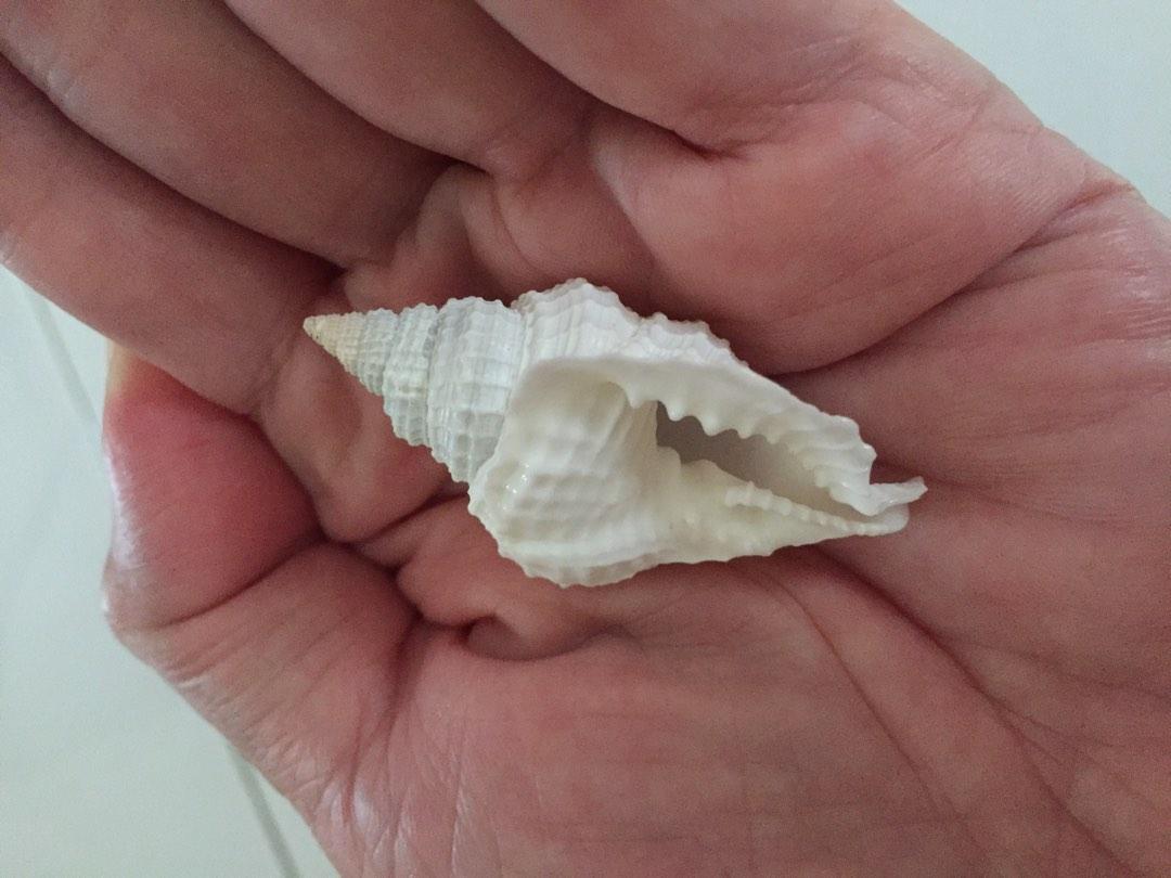 Seashell - Distorsio perdistorta seashell, Hobbies & Toys, Memorabilia ...