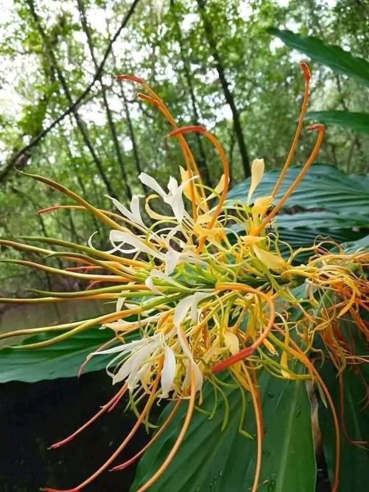 Ubi/rhizome pokok bunga hedychium longicornutum, Furniture & Home ...
