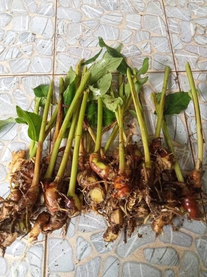 Ubi/rhizome pokok bunga hedychium longicornutum, Furniture & Home ...