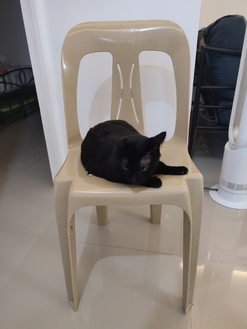 Uratex Monoblock Chair - Beige, Furniture & Home Living, Furniture ...