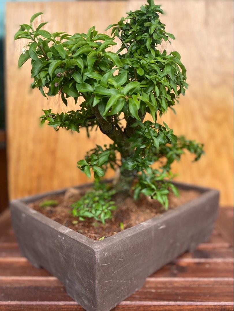 Wrightia Religiosa bonsai water jasmine shuimei shui mei #1, Furniture ...