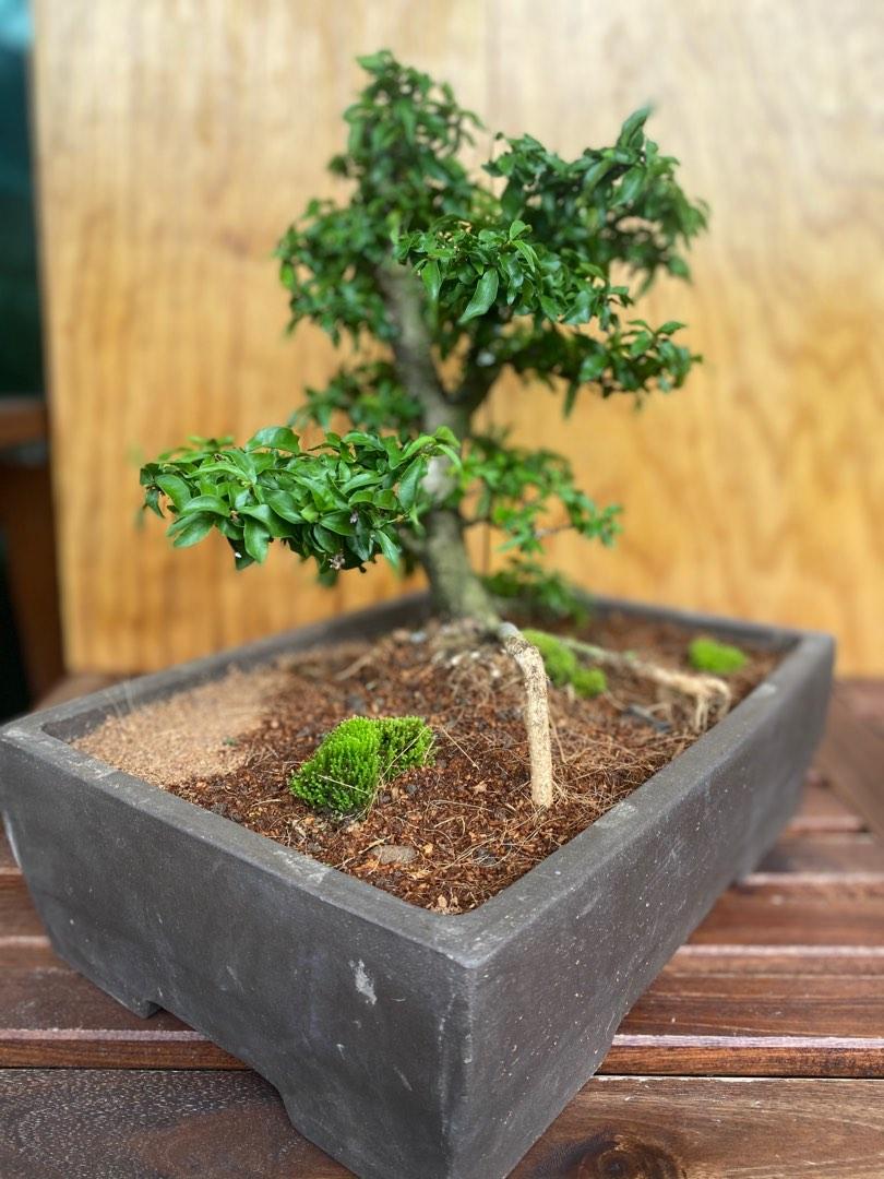 Wrightia Religiosa bonsai water jasmine shuimei shui mei #1, Furniture ...