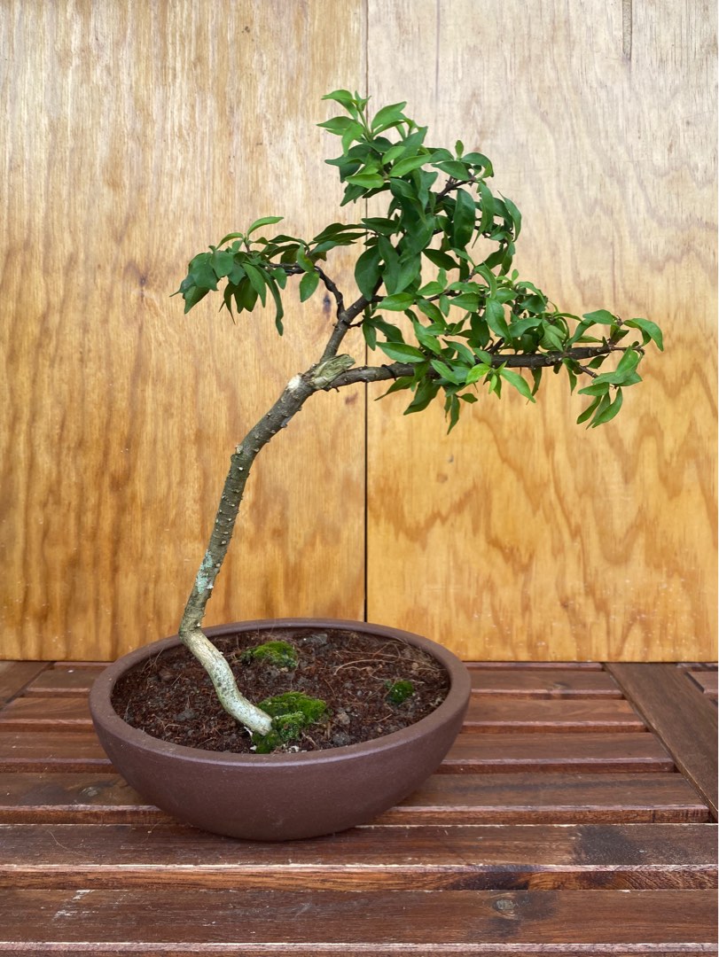 Wrightia Religiosa bonsai shui mei shuimei water jasmine, Furniture ...