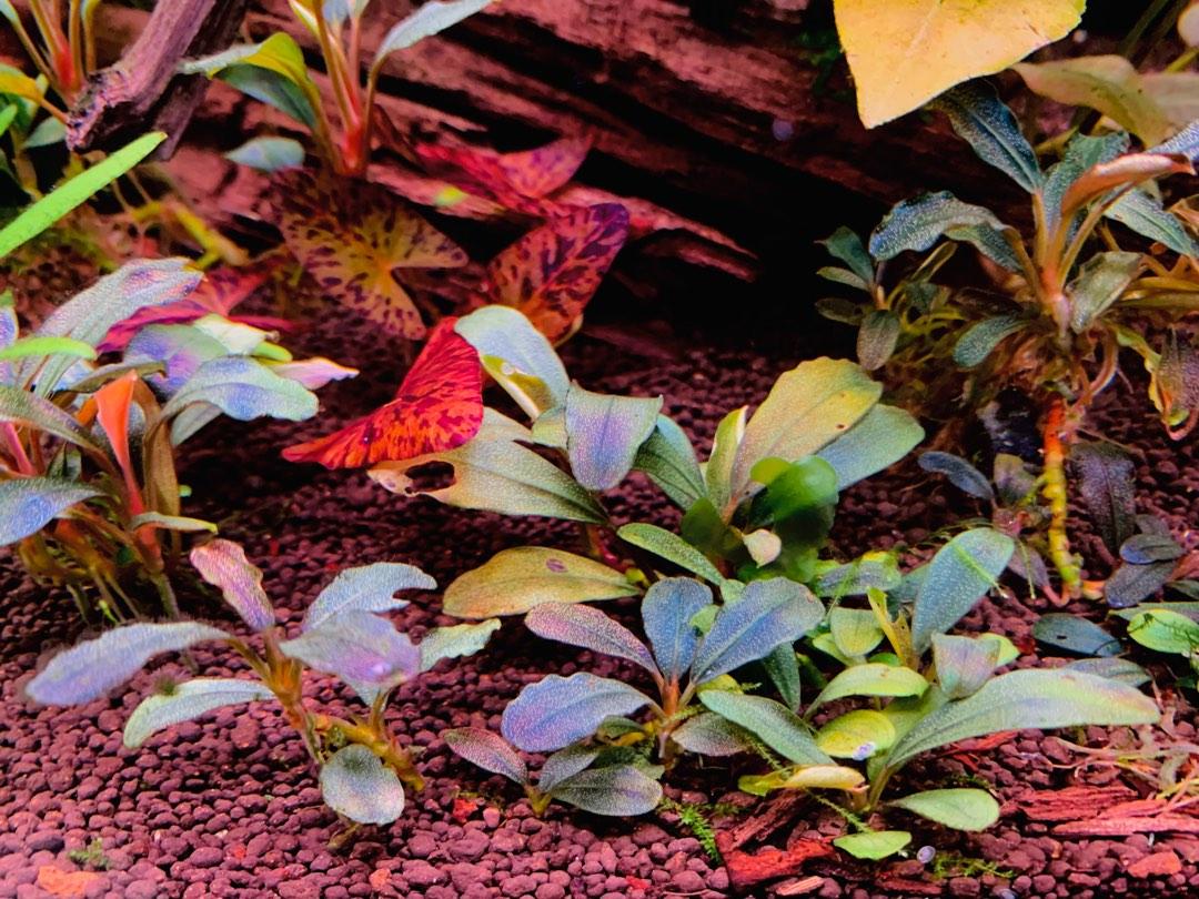 1ft Cube Aquarium - Aquascape - Bucephalandra - Fish - Shrimp Tank, Pet ...