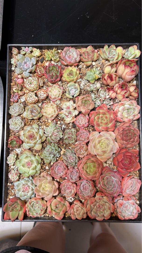 Assorted Echeveria Maigan, Queen and their Hybrid Bundle of 6 at $30 ...