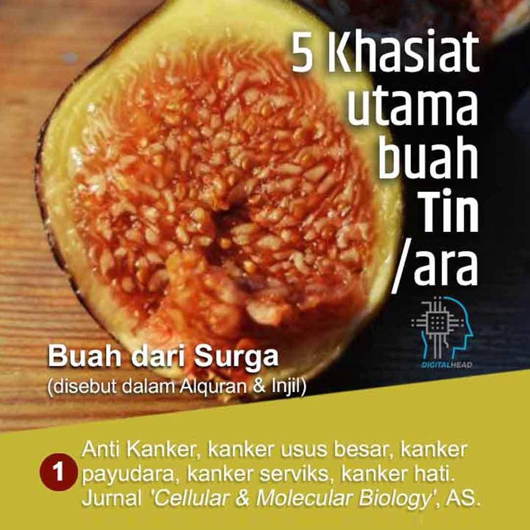 BUAH dari SURGA, & 5 KHASIAT UTAMANYA bagi Manusia, Makanan & Minuman ...