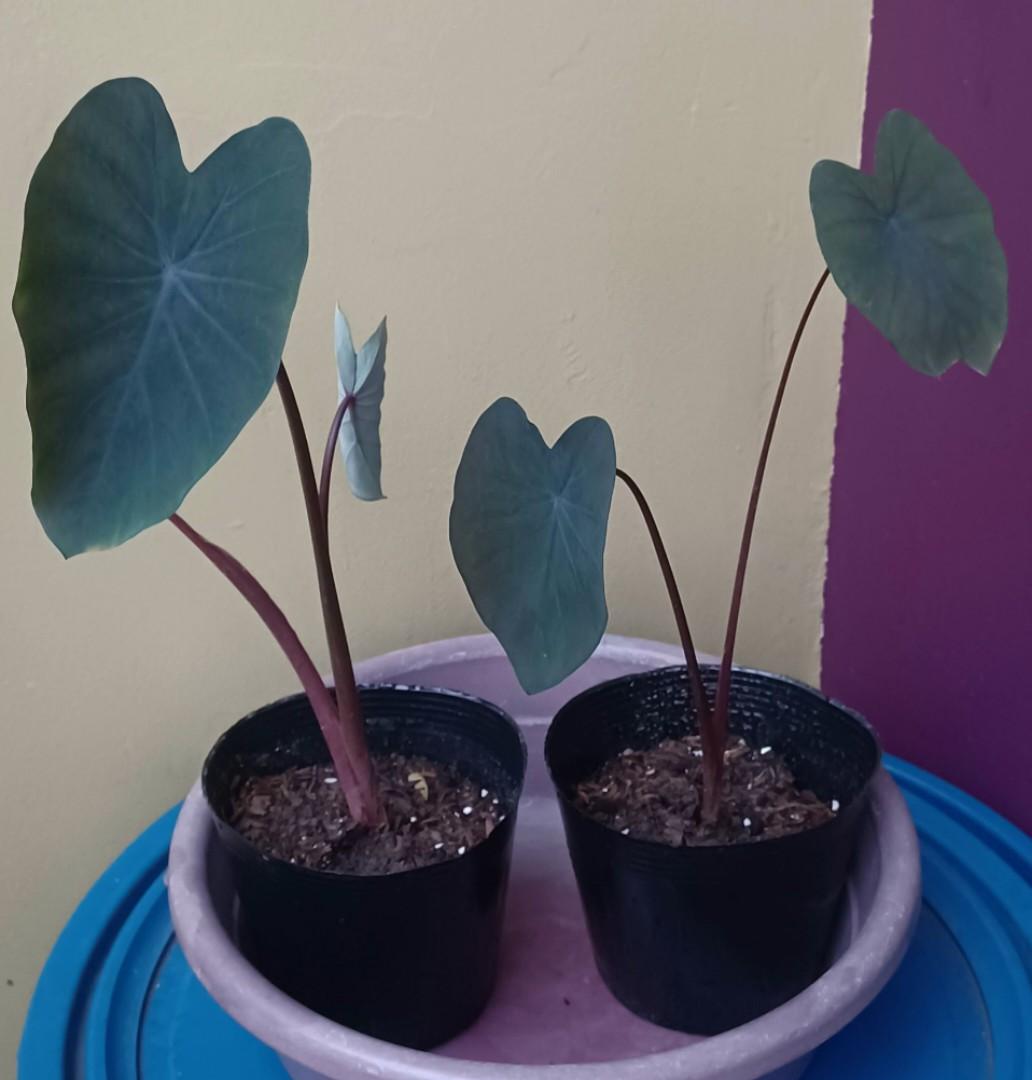 Colocasia Black Magic Plants, Furniture & Home Living, Gardening ...