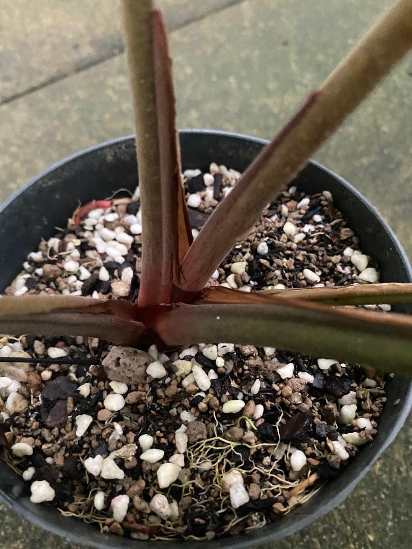 Chlorospatha sp red, Furniture & Home Living, Gardening, Plants & Seeds ...