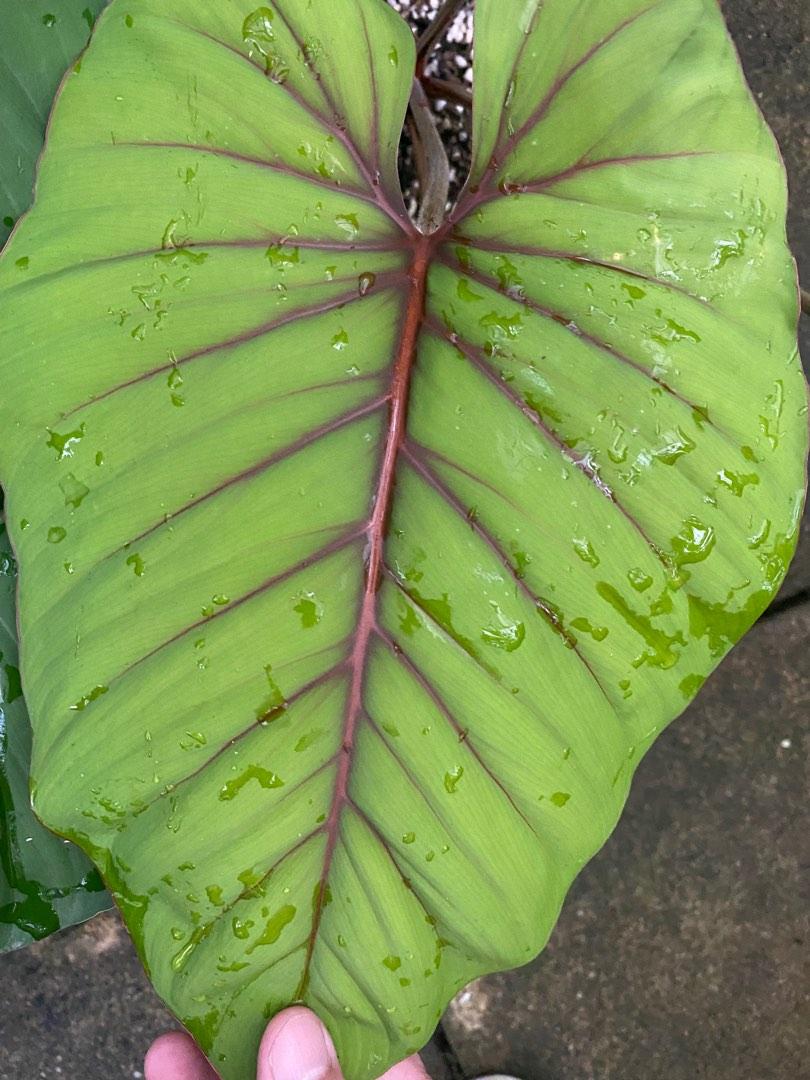 Chlorospatha sp red, Furniture & Home Living, Gardening, Plants & Seeds ...