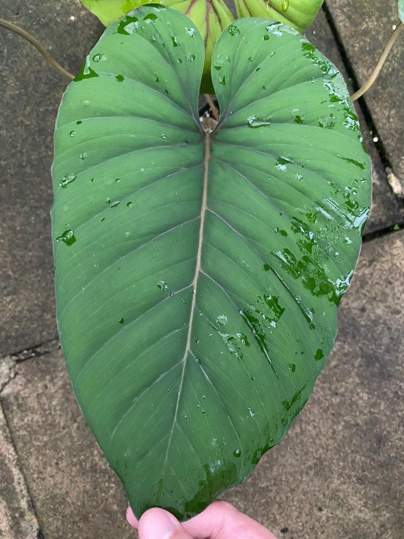 Chlorospatha sp red, Furniture & Home Living, Gardening, Plants & Seeds ...