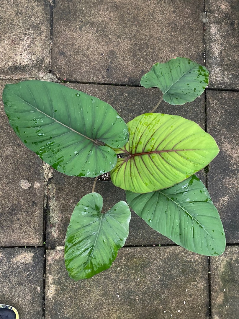 Chlorospatha sp red, Furniture & Home Living, Gardening, Plants & Seeds ...