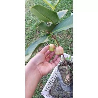 Grafted Makopa Java Apple Bangkok Thai Var, Furniture & Home Living ...