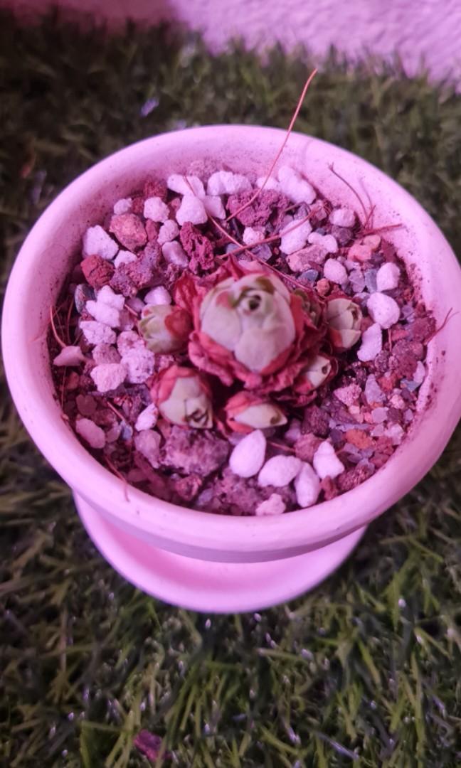 Mountain Rose Succulent 3cm, Furniture & Home Living, Gardening, Plants ...
