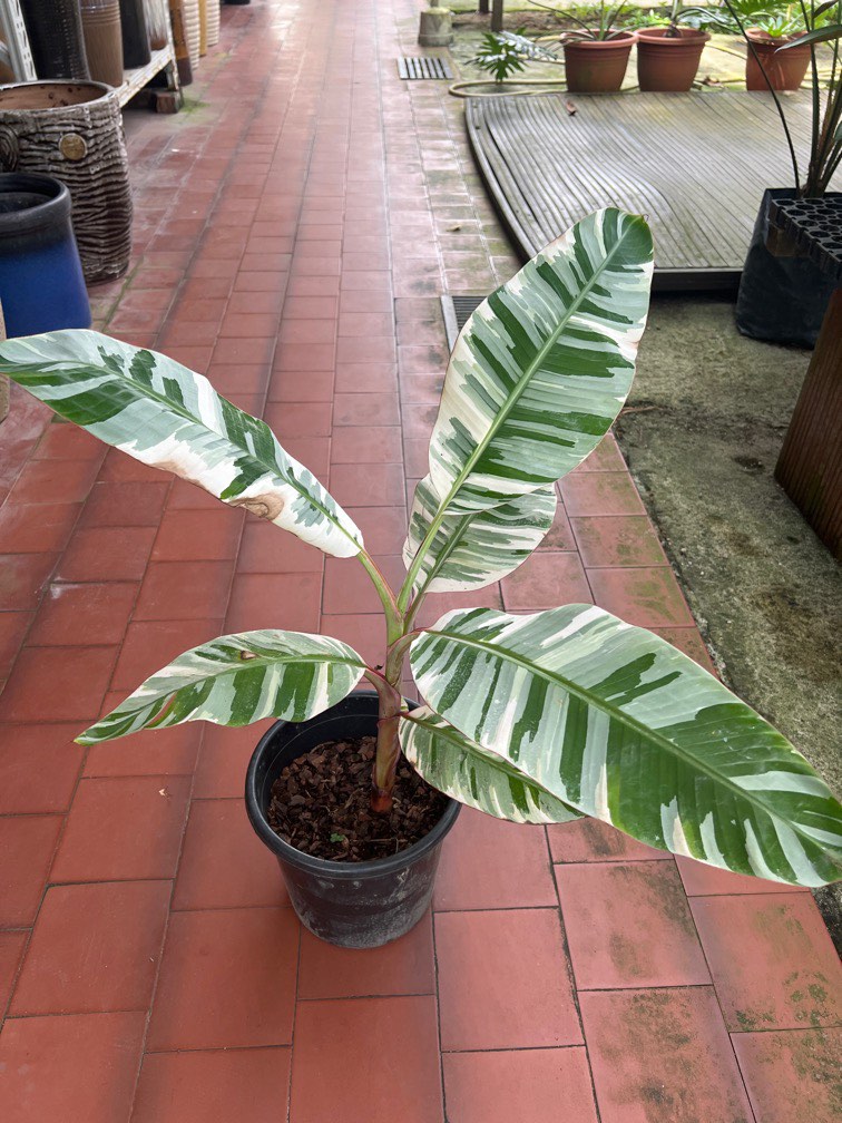 Musa albo variegated, Furniture & Home Living, Gardening, Plants ...