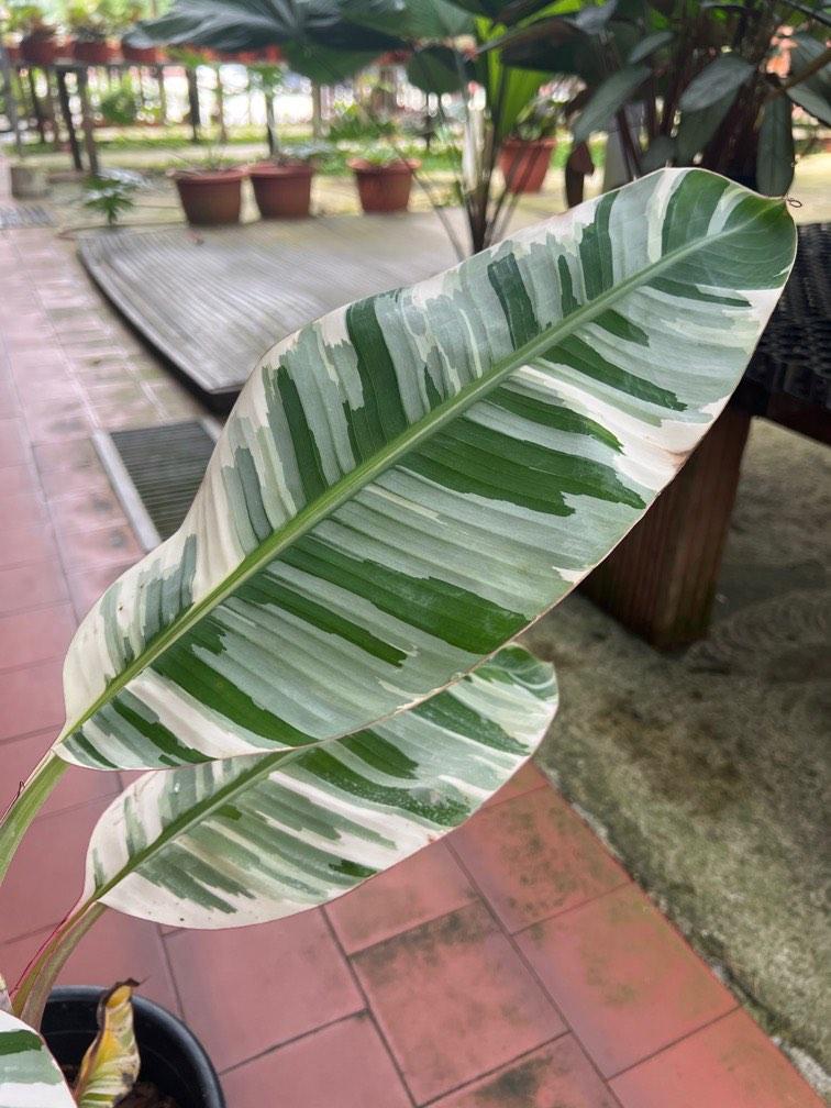 Musa albo variegated, Furniture & Home Living, Gardening, Plants ...