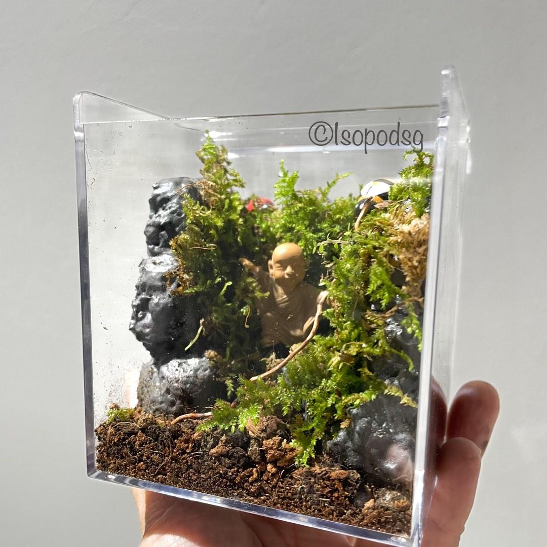 Nano Terrarium with Isopod, Furniture & Home Living, Gardening, Plants ...