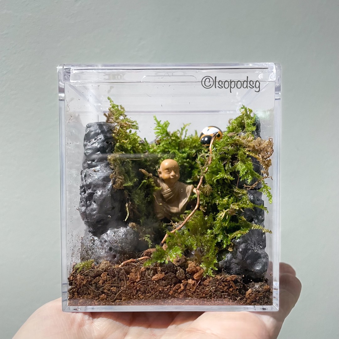 Nano Terrarium with Isopod, Furniture & Home Living, Gardening, Plants ...