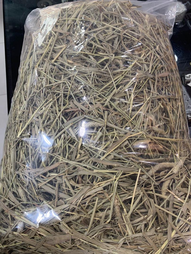 Oat Hay for Rabbits, Pet Supplies, Pet Food on Carousell