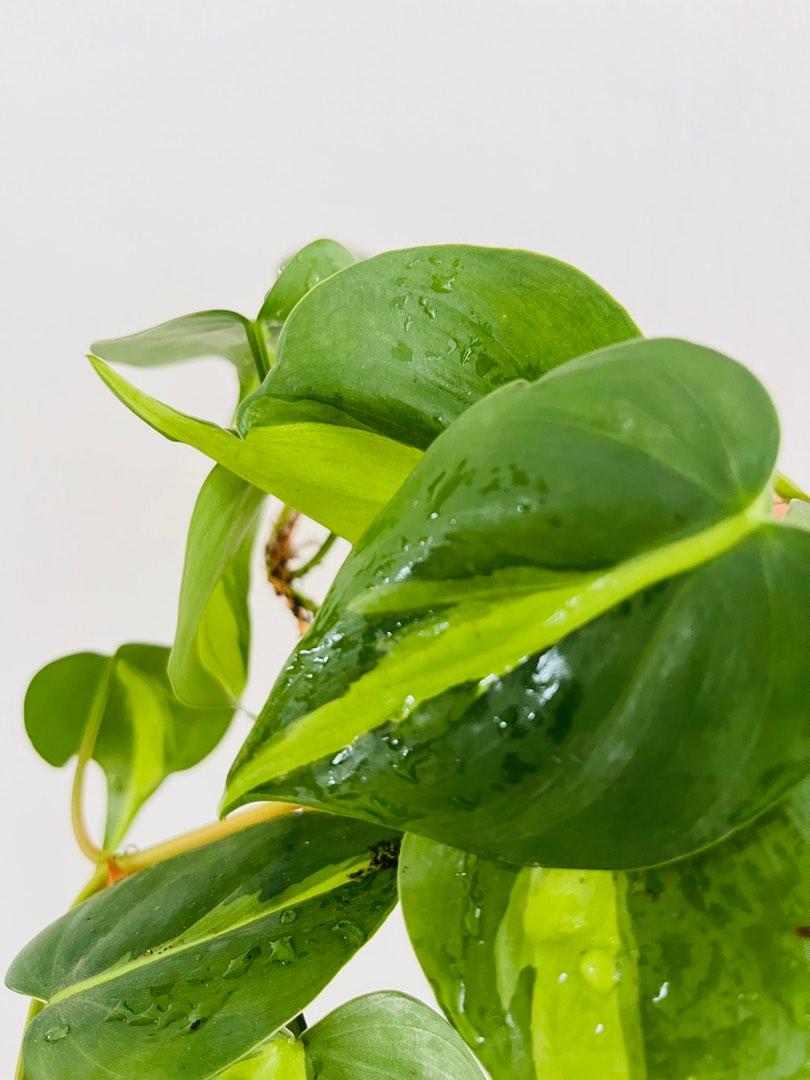 Philodendron Scandens Brazil Variegated Heartleaf, Furniture & Home ...