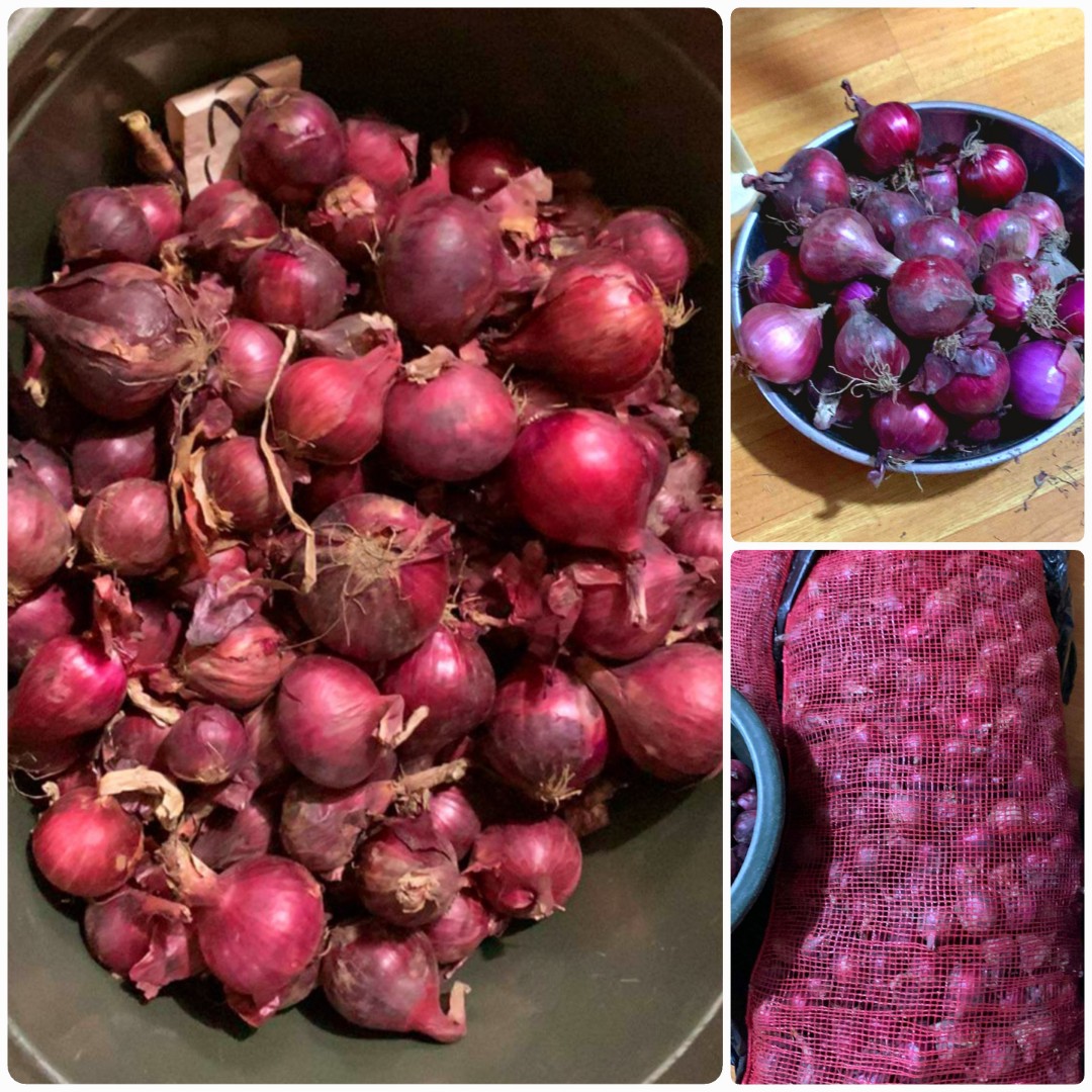 Sibuyas for sale, Food & Drinks, Fresh Produce on Carousell