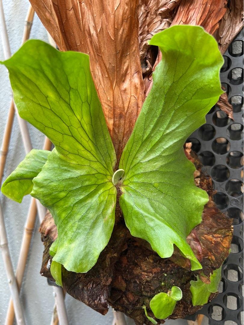 Staghorn Fern Platycerium Neptune, Furniture & Home Living, Gardening ...