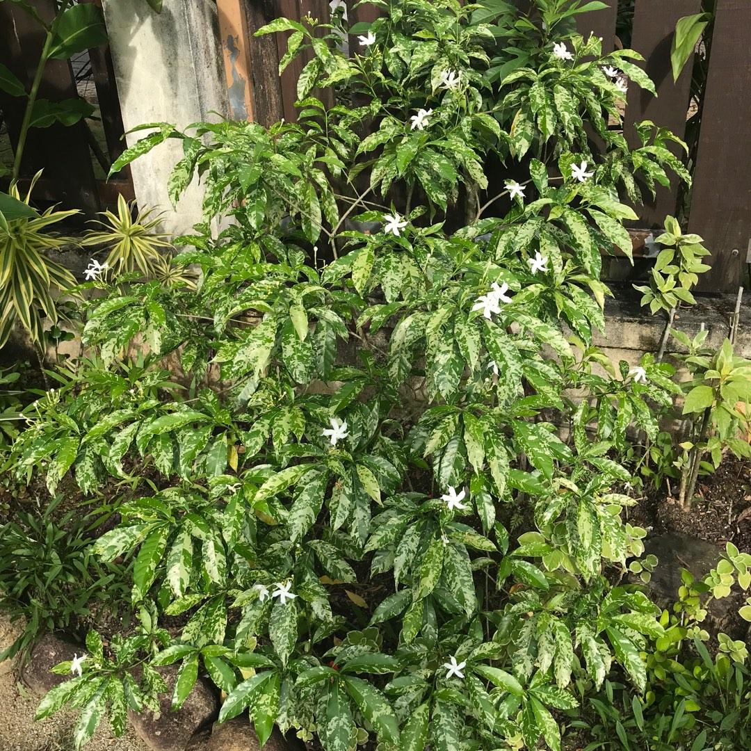 Variegated Jasmine, Furniture & Home Living, Gardening, Plants & Seeds ...