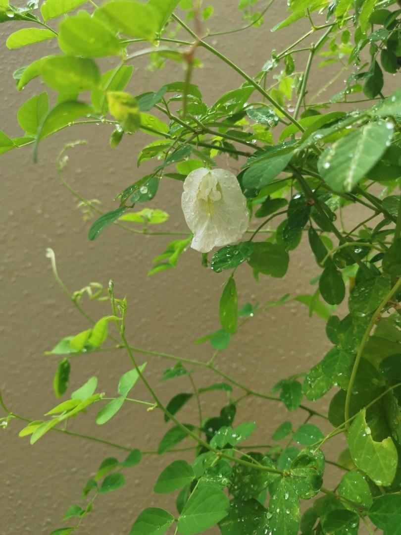 White Pea Vine, Furniture & Home Living, Gardening, Plants & Seeds on ...