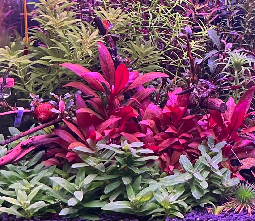 Alternanthera reineckii 'Mini' | AR Mini | Stem| Aquatic Plants ...