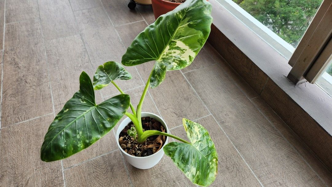 Alocasia Macrorrhiza Variegated (With baby plant), Furniture & Home ...