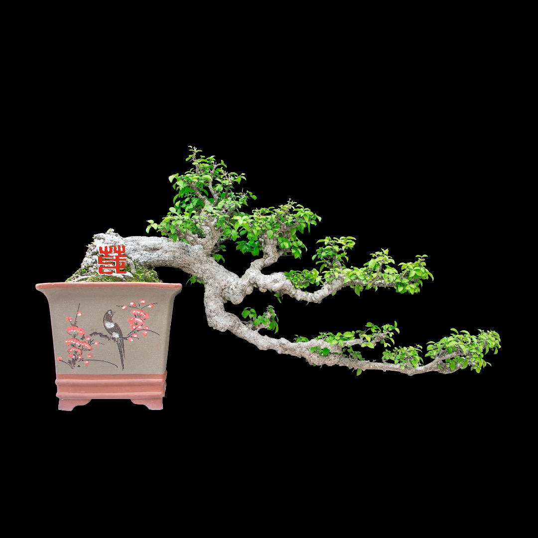 Bonsai 100cm Shui Mei Water Jasmine Wrightia Religiosa, Furniture ...