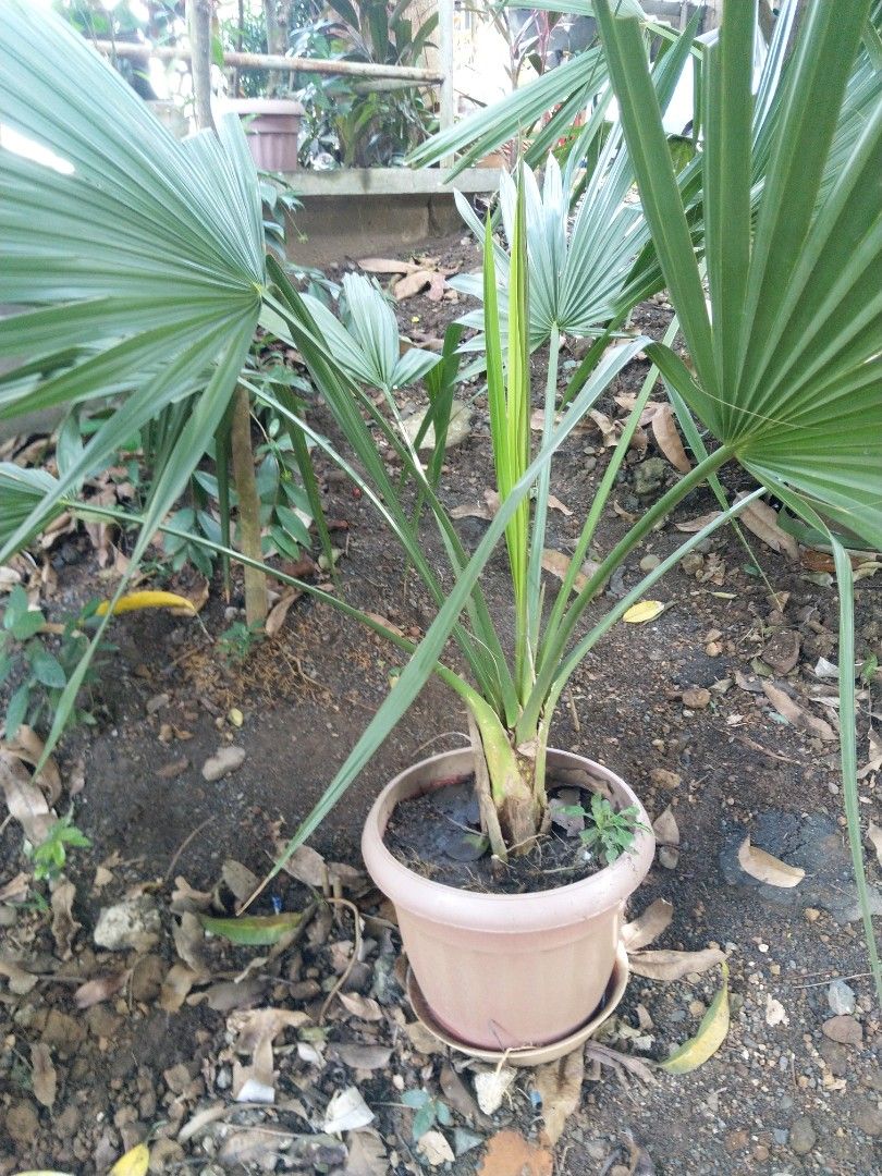 Chinese palm, Furniture & Home Living, Gardening, Plants & Seeds on ...