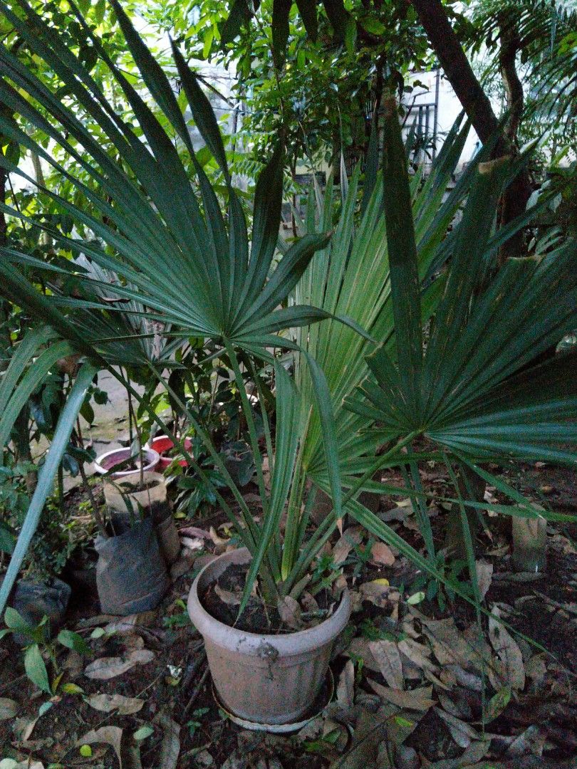 Chinese palm, Furniture & Home Living, Gardening, Plants & Seeds on ...