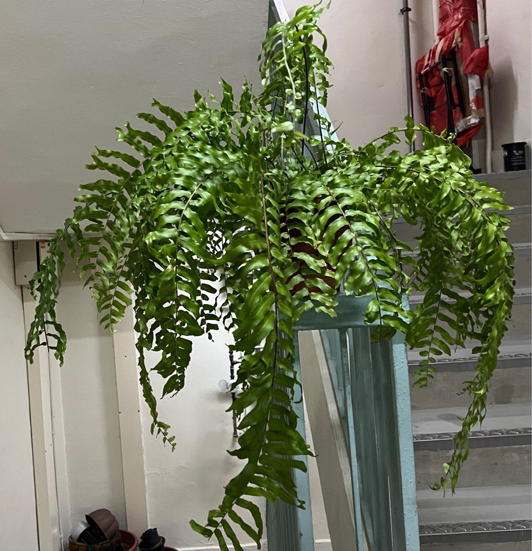 Fishtail Fern (Nephrolepis Falcata Furcans) longest frond at 80cm ...