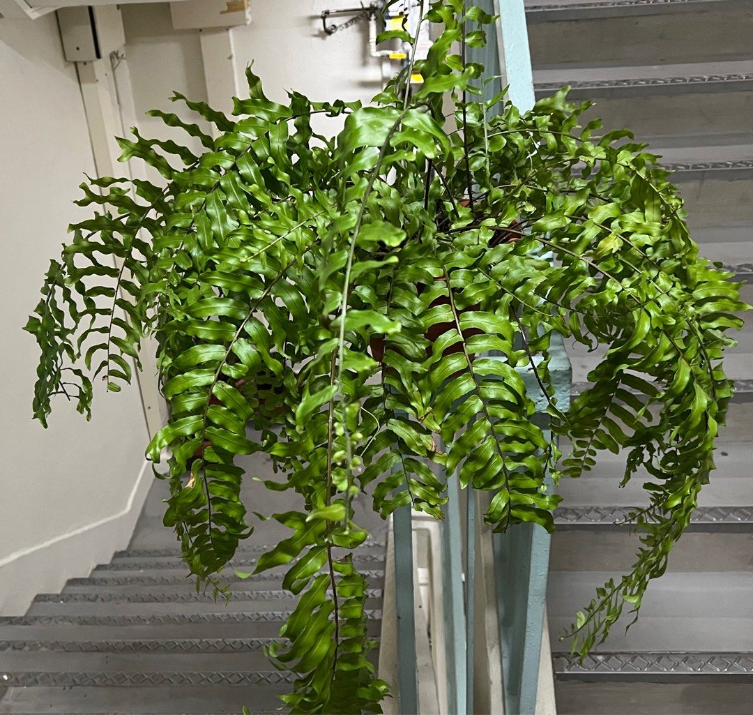 Fishtail Fern (Nephrolepis Falcata Furcans) longest frond at 80cm ...