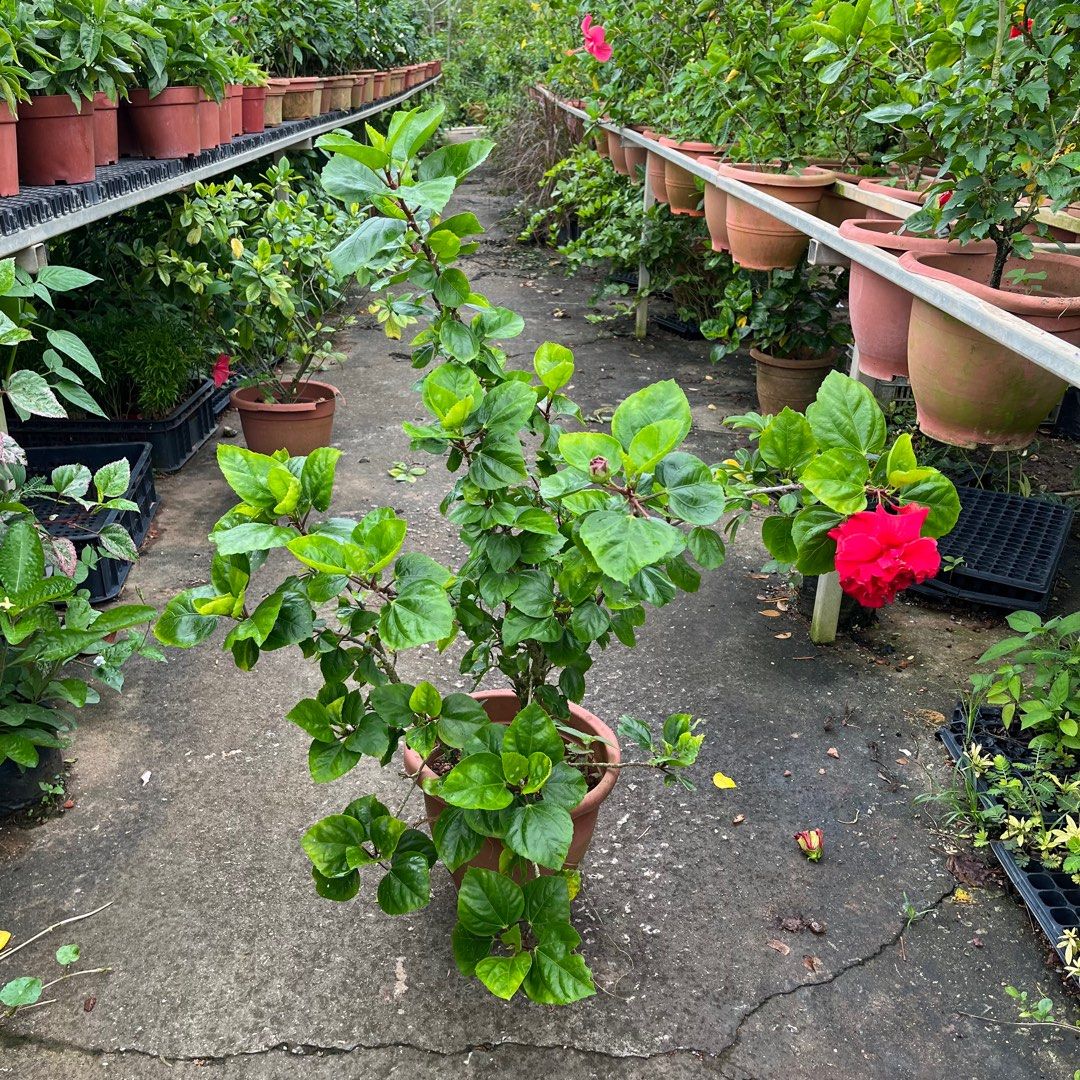 Hibiscus Red Multiple (0.8m), Furniture & Home Living, Gardening ...