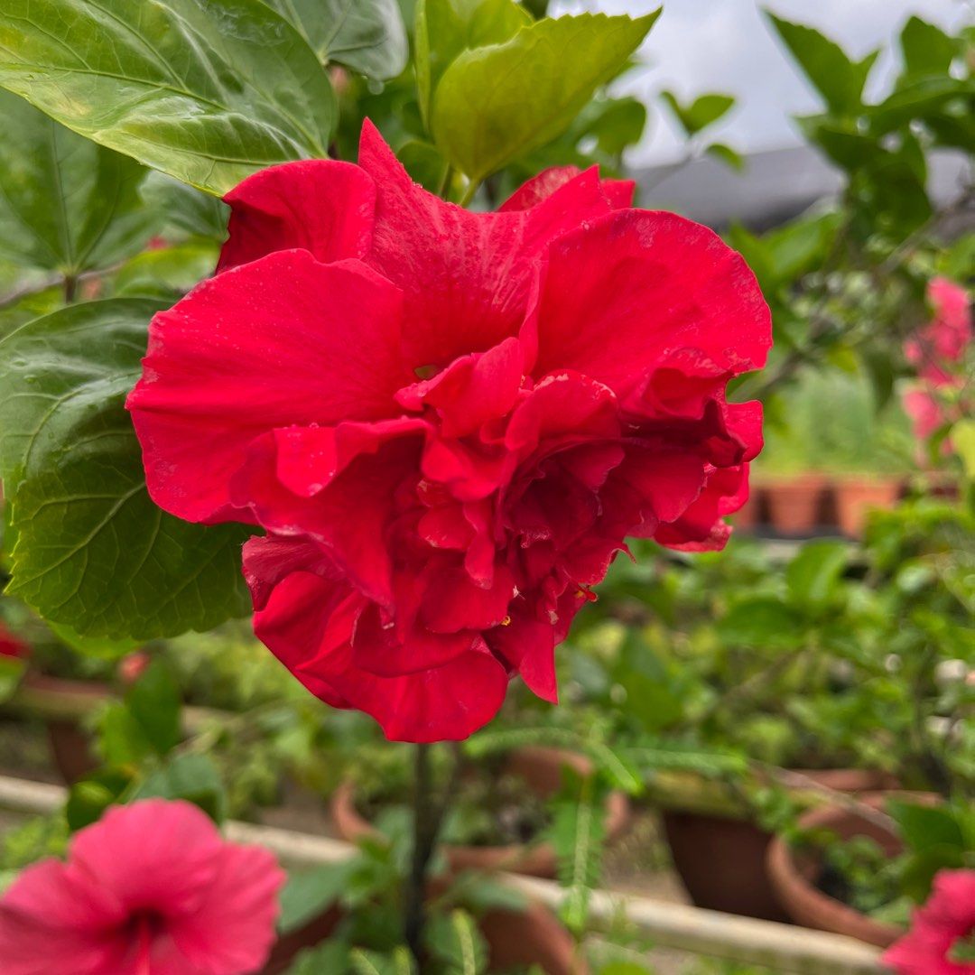 Hibiscus Red Multiple (0.8m), Furniture & Home Living, Gardening ...