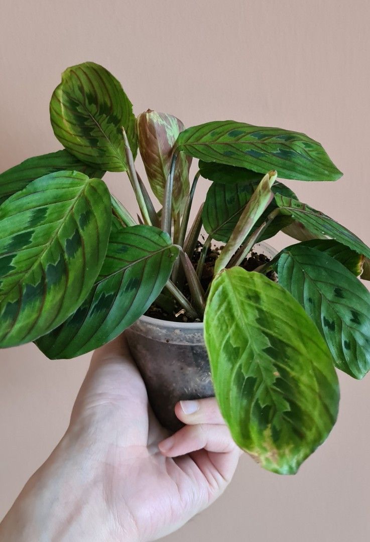 Marantha Leuconeura Prayer Plant, Furniture & Home Living, Gardening ...