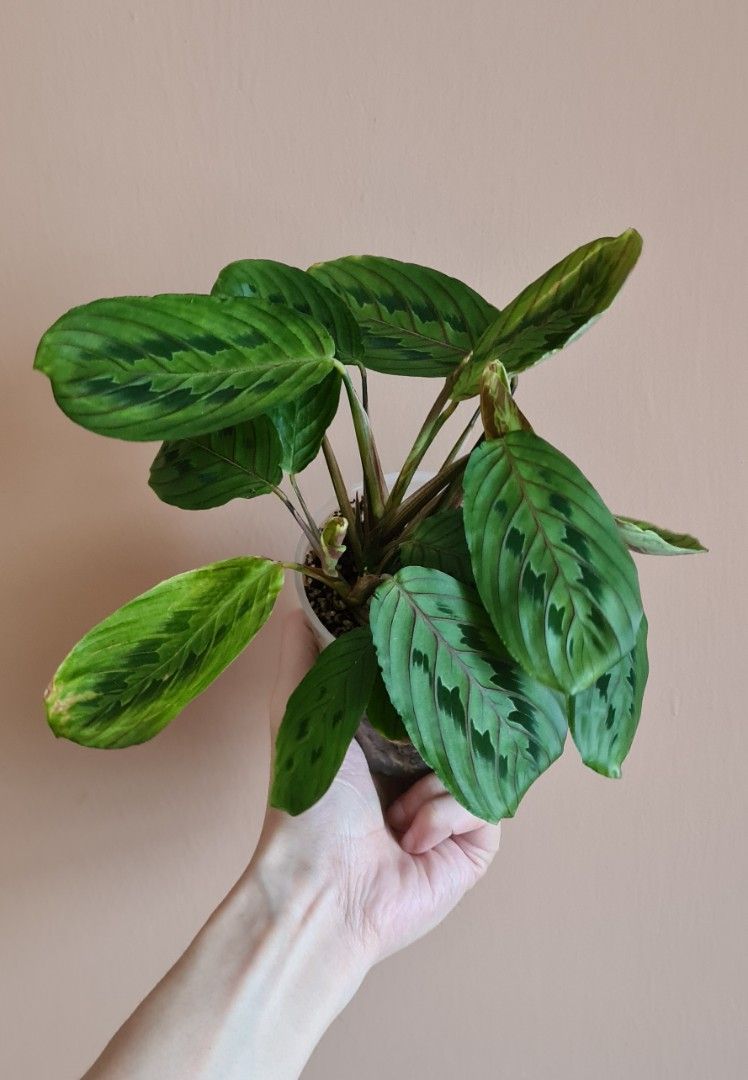 Marantha Leuconeura Prayer Plant, Furniture & Home Living, Gardening ...