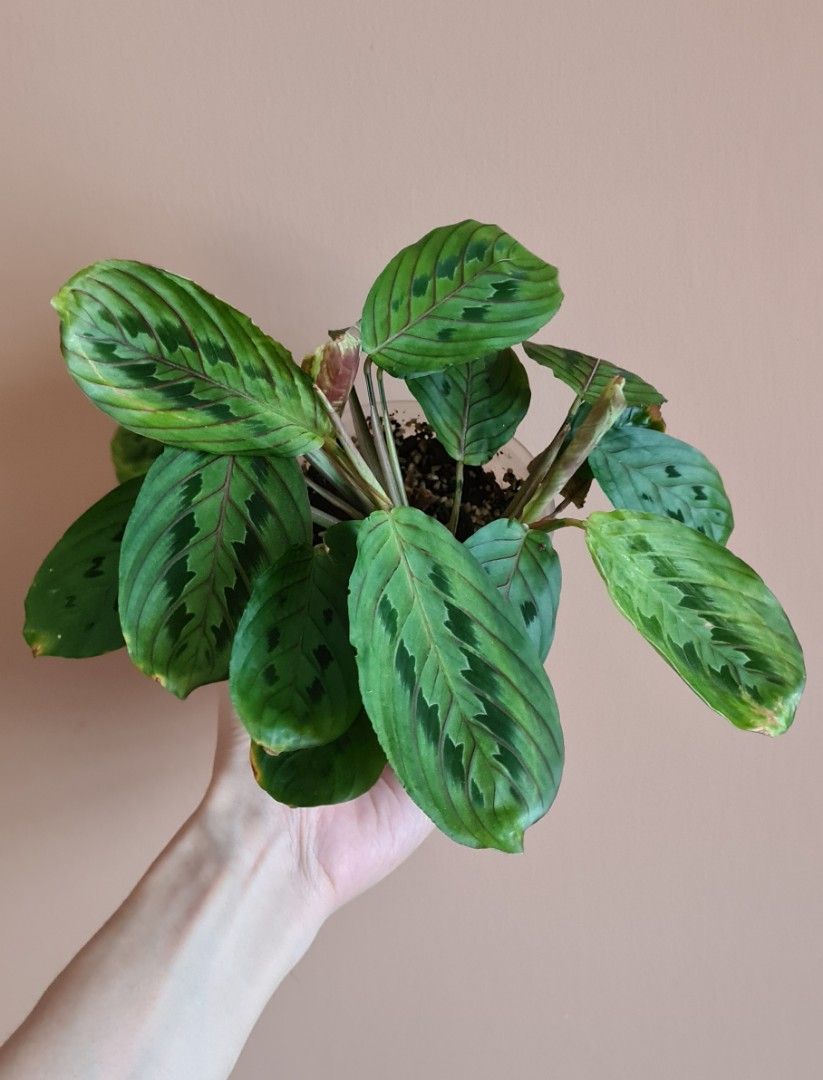 Marantha Leuconeura Prayer Plant, Furniture & Home Living, Gardening ...