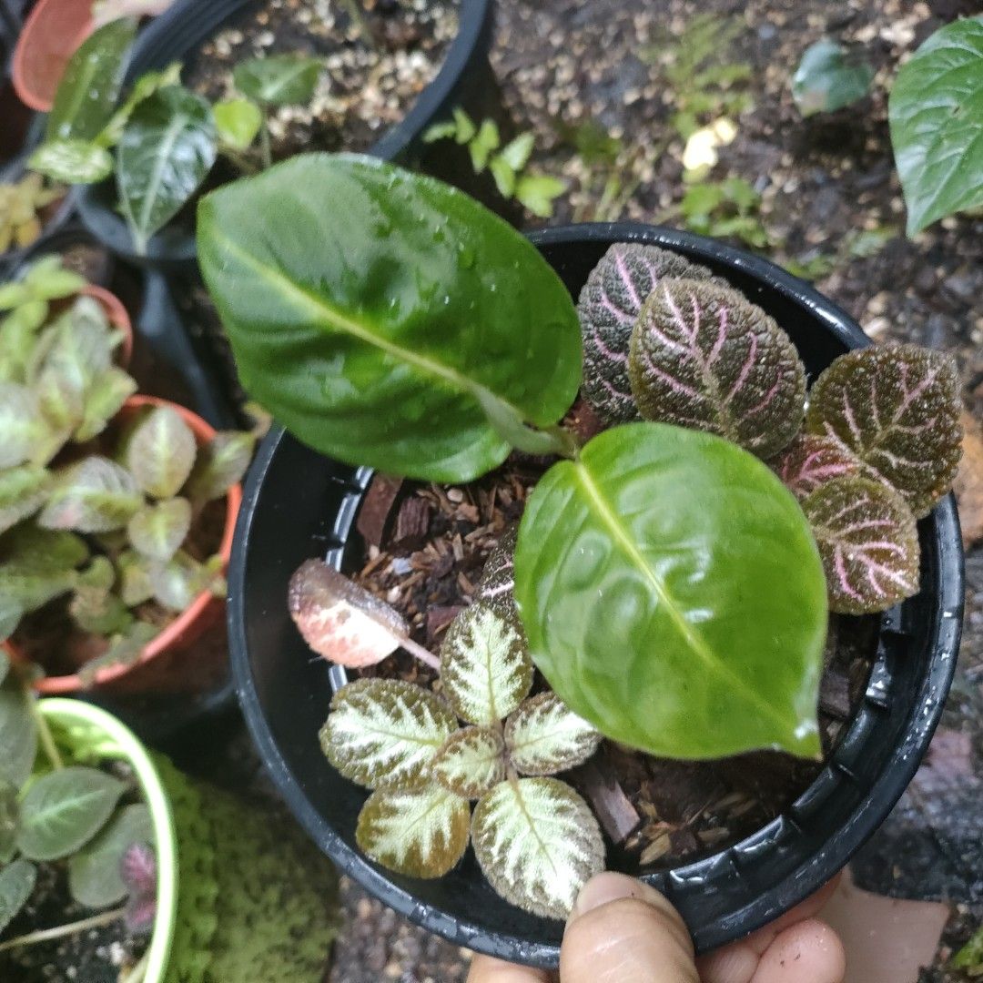 Mixed plants, Furniture & Home Living, Gardening, Plants & Seeds on ...