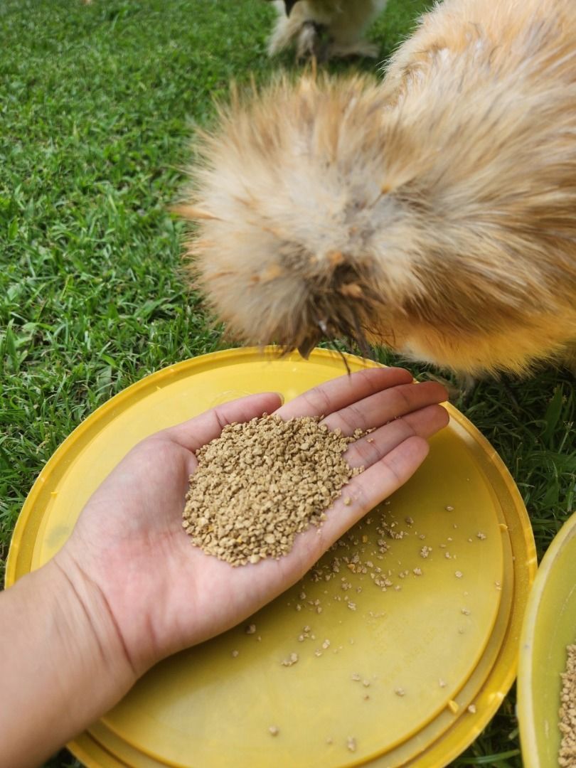 Quail Feed Chicken Feed Bird Feed Crumbles Fine Grain for Chicks and ...