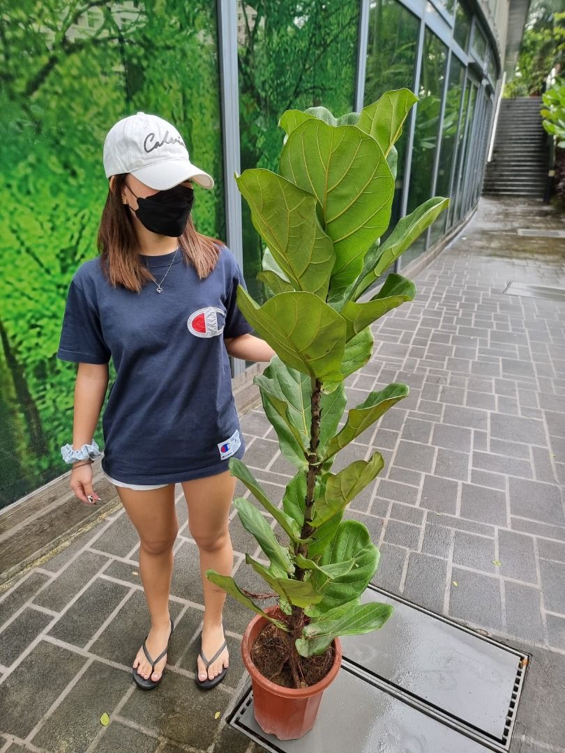 [New Stock - 07/12] Ficus Lyrata - Fig Tree [REAL PLANT] #supportloca ...