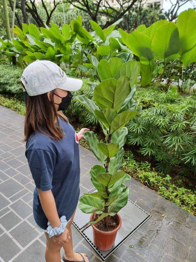 [New Stock - 07/12] Ficus Lyrata - Fig Tree [REAL PLANT] #supportloca ...