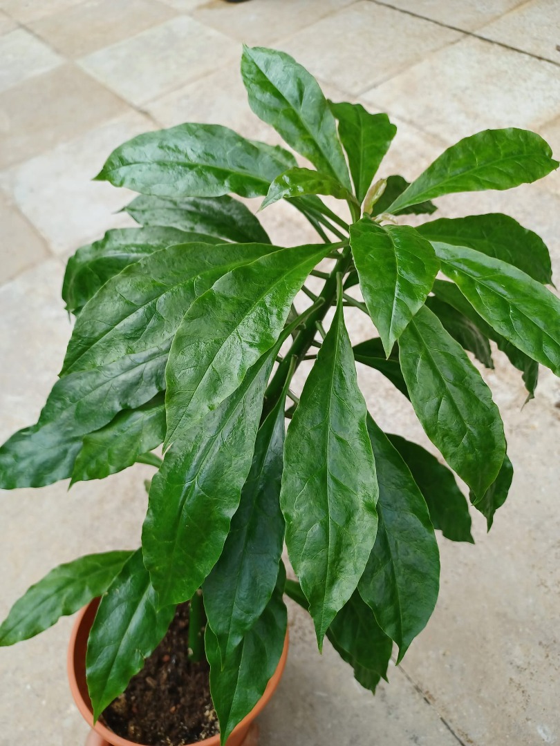 Seven Star Needle/Pereskia Bleo, Furniture & Home Living, Gardening ...