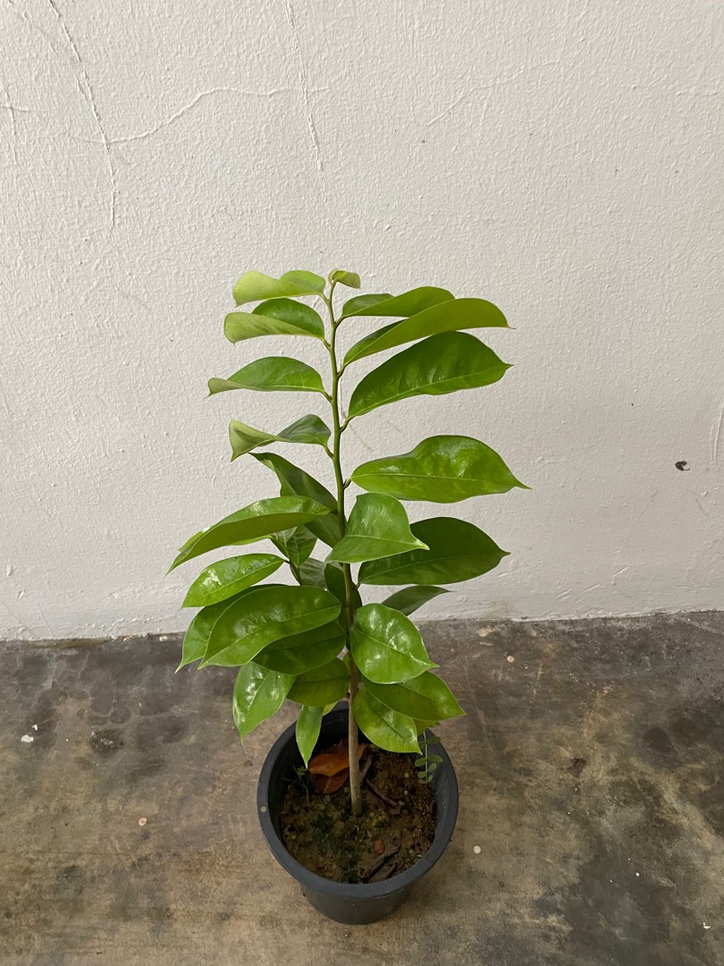 Small Soursop plant, Furniture & Home Living, Gardening, Plants & Seeds ...