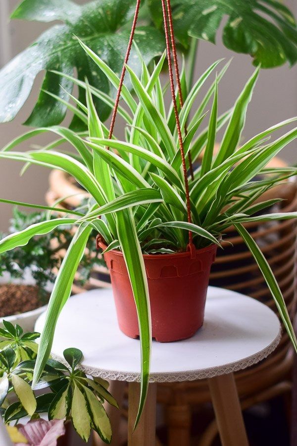 Spider Plant (Chlorophytum comosum) hanging plants table top plants ...