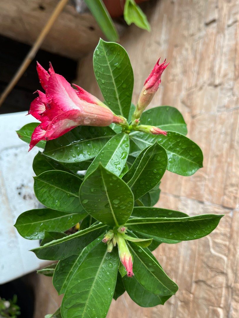 Thailand adenium Pao Tang, Furniture & Home Living, Gardening, Plants ...