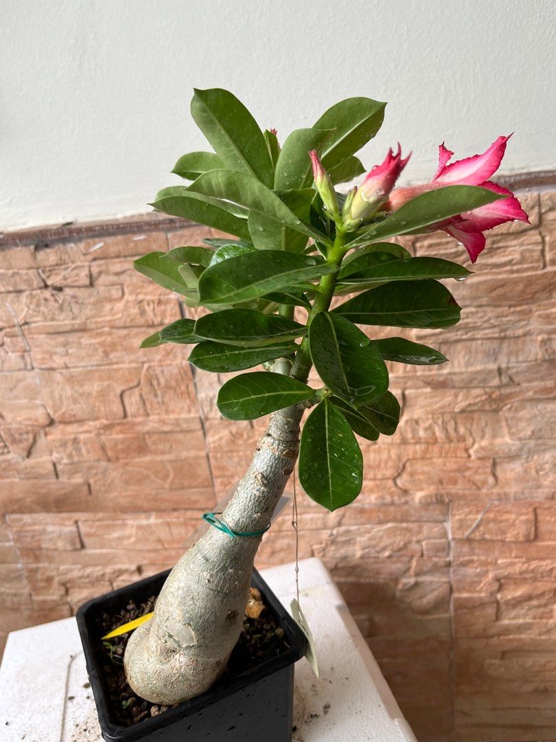 Thailand adenium Pao Tang, Furniture & Home Living, Gardening, Plants ...