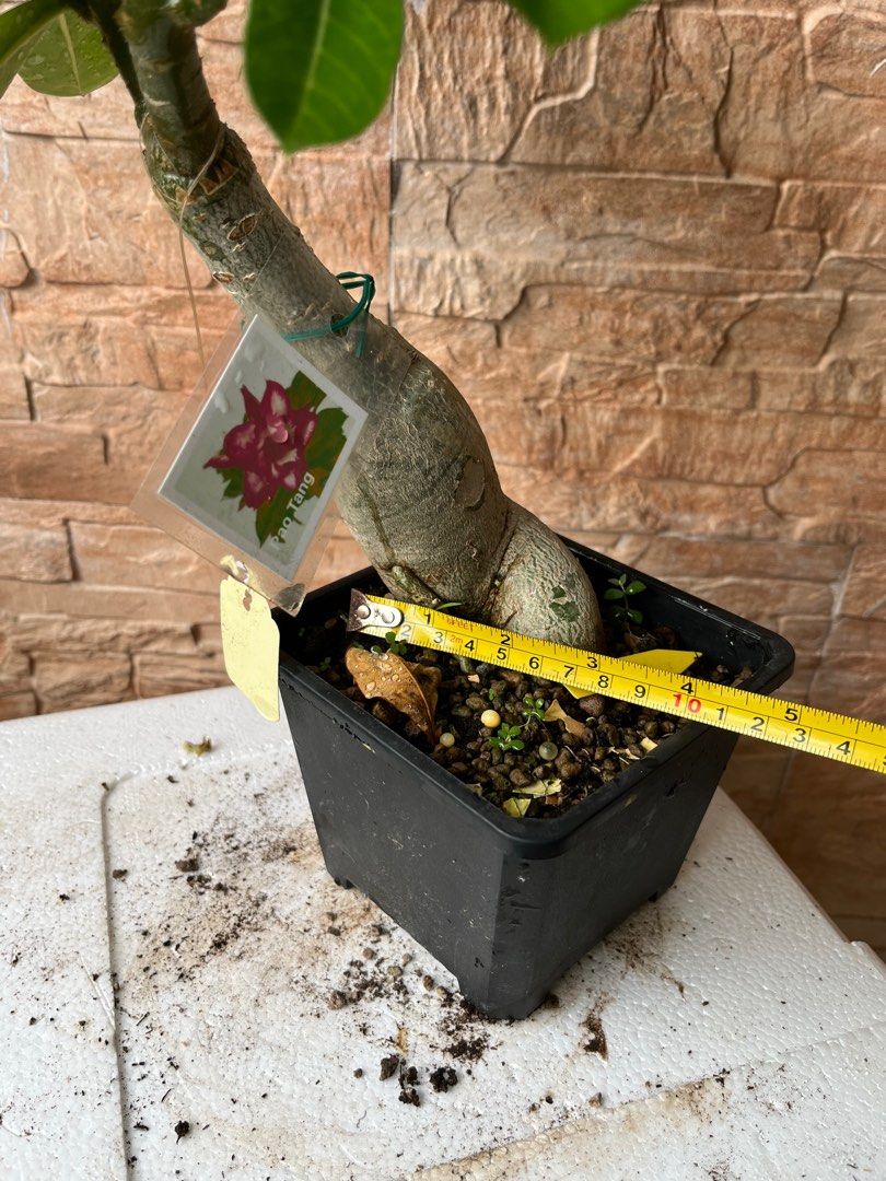 Thailand adenium Pao Tang, Furniture & Home Living, Gardening, Plants ...