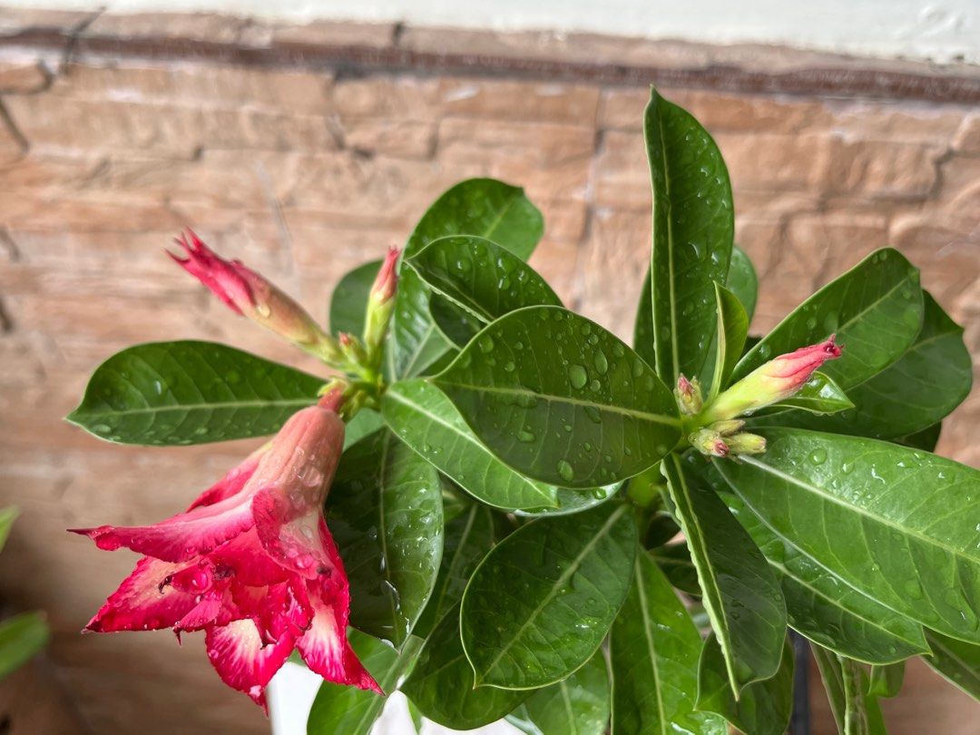 Thailand adenium Pao Tang, Furniture & Home Living, Gardening, Plants ...